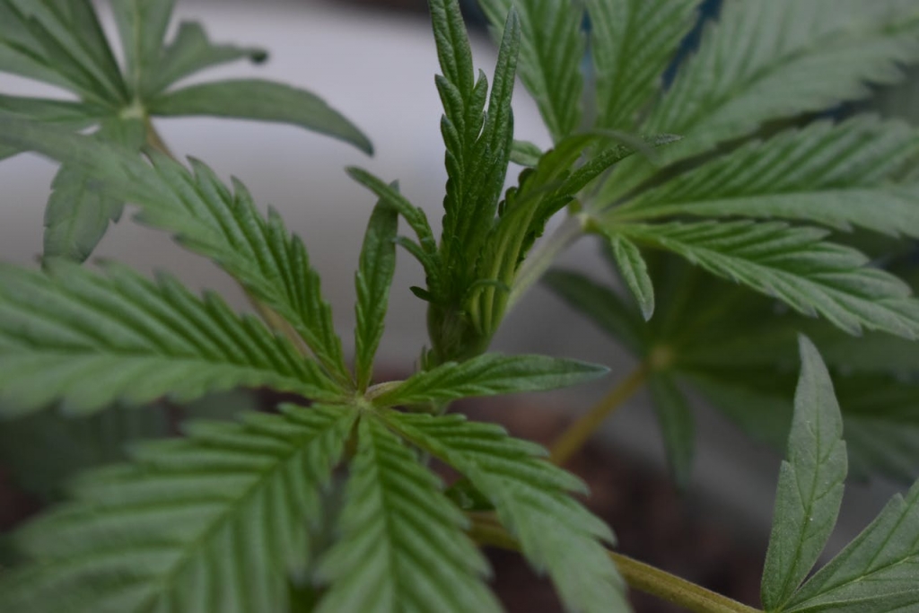 ¿Cómo se consiguen las recetas de cannabis medicinal en Chile? Paso a ...